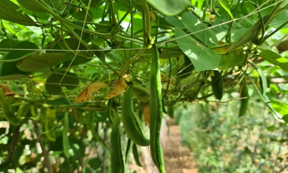Este es el auténtico garrofón valenciano - OFFICIAL PRESS